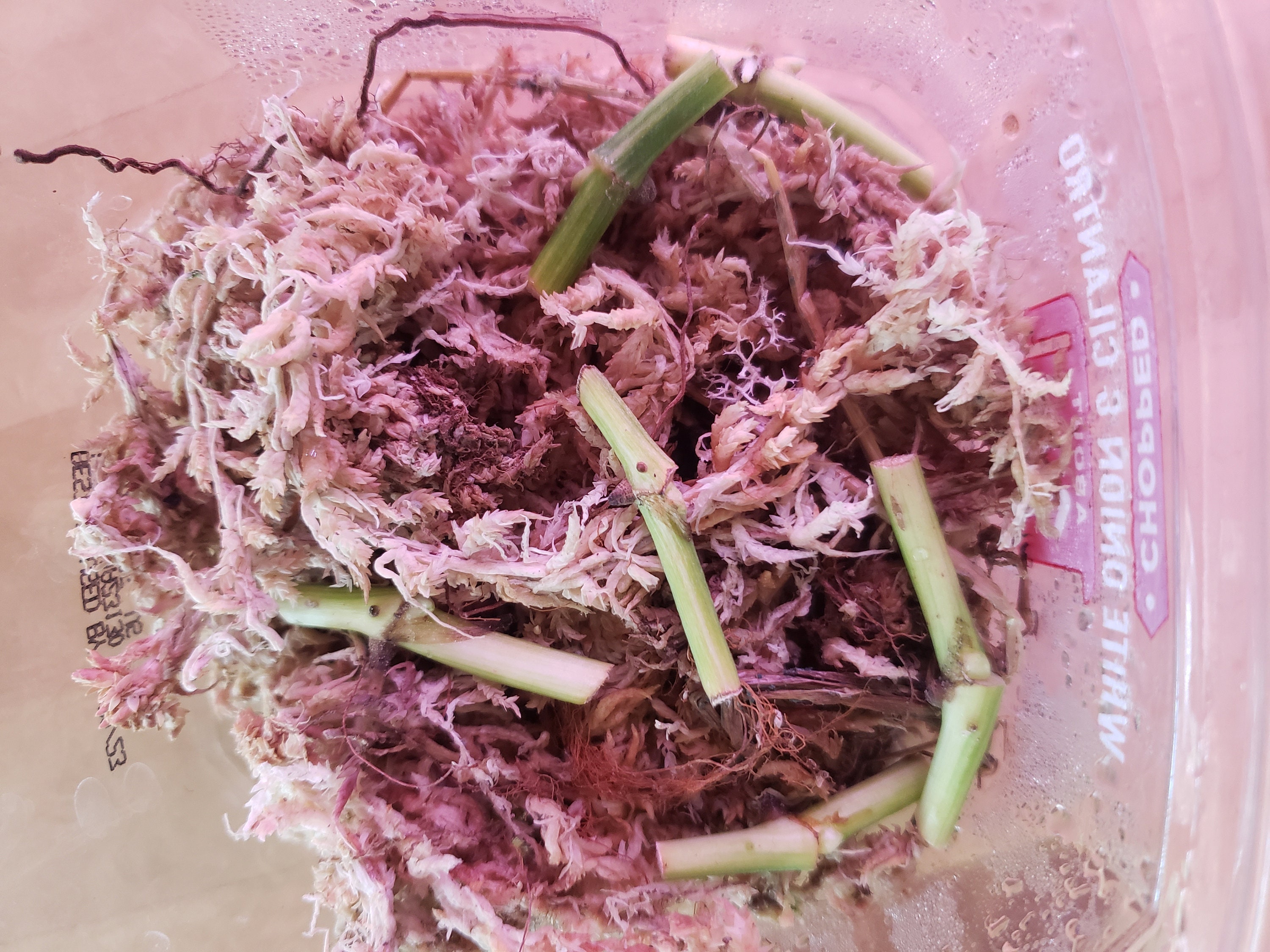 Japanese Global Pothos Wet Stick - Etsy