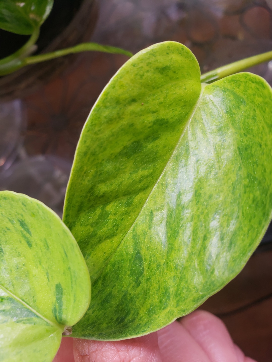 Epipremnum Aureum Carnival Teruno Series Pothos Wetstick - Etsy