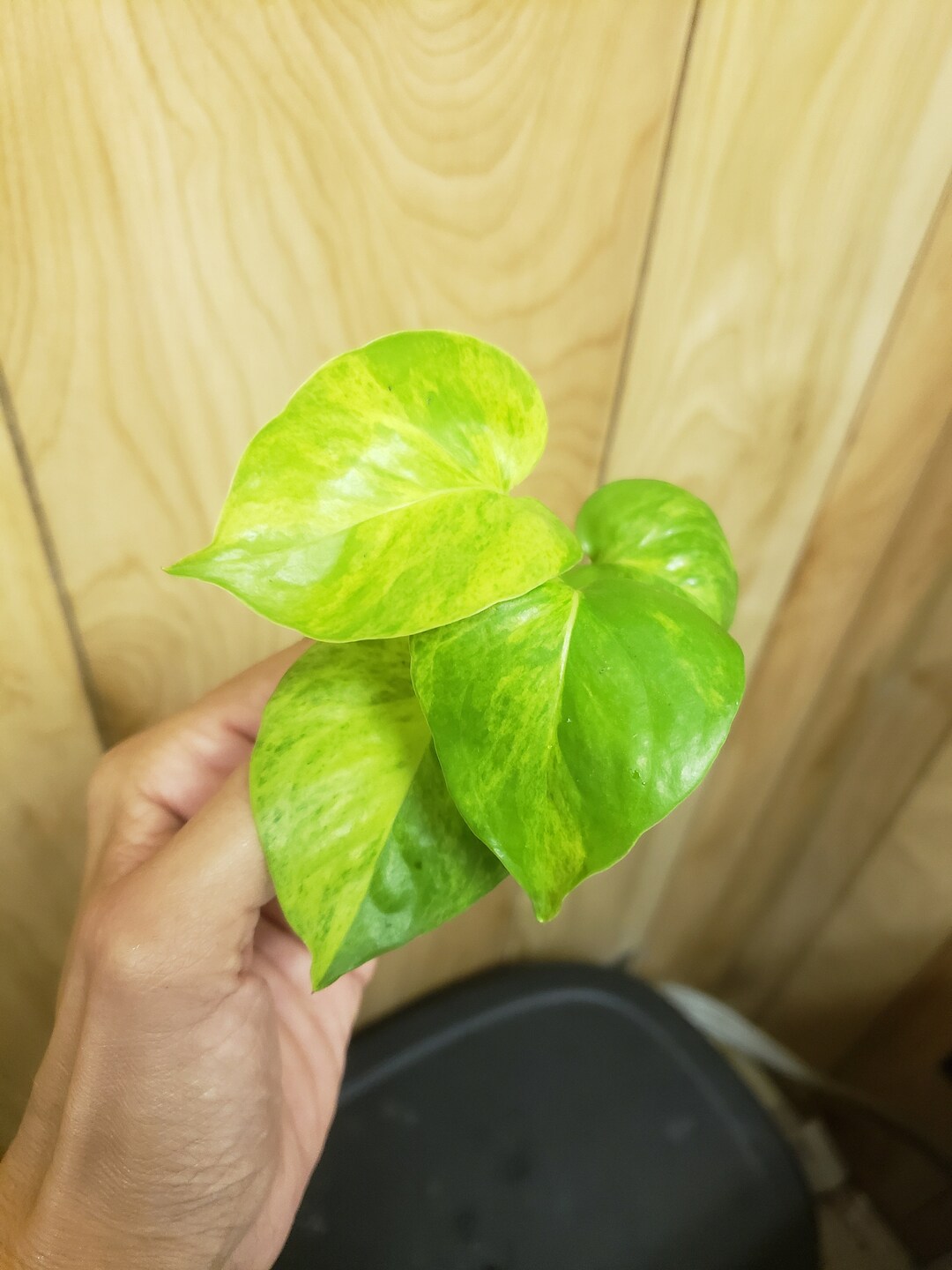 Teruno Pothos Series Carnival Cuttings - Etsy
