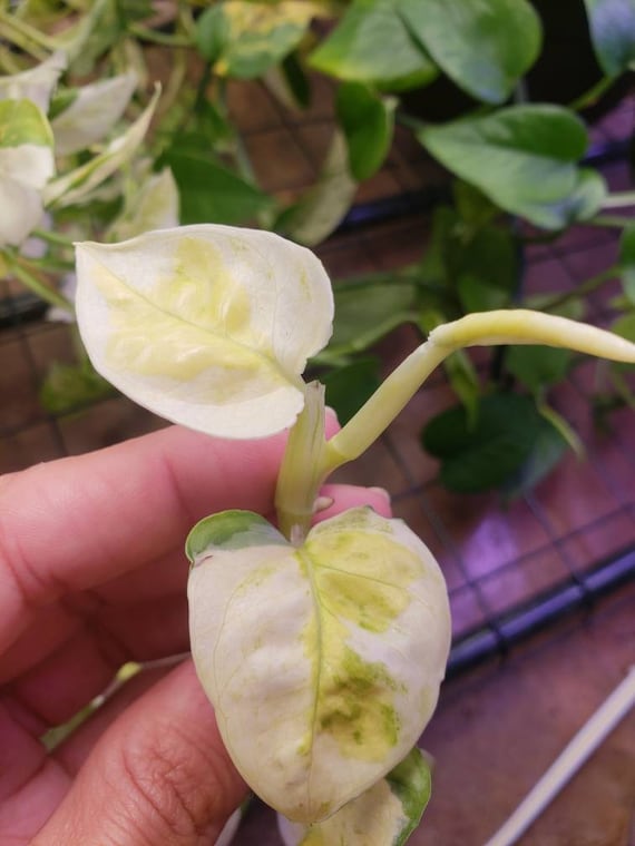 Epipremnum Aureum Flower