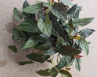 Llano Carti Road Syngonium - Etsy