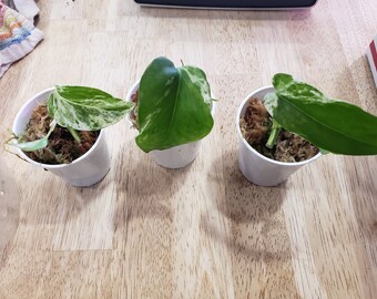 Teruno Series - Etsy