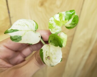 Japanese Global Pothos, Epipremnum Aureum - Etsy