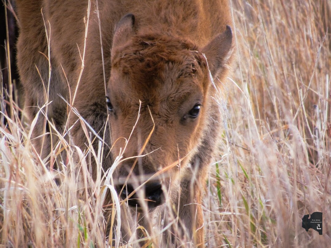 Hank: Newborn Curiosity- Bison / Buffalo - Etsy