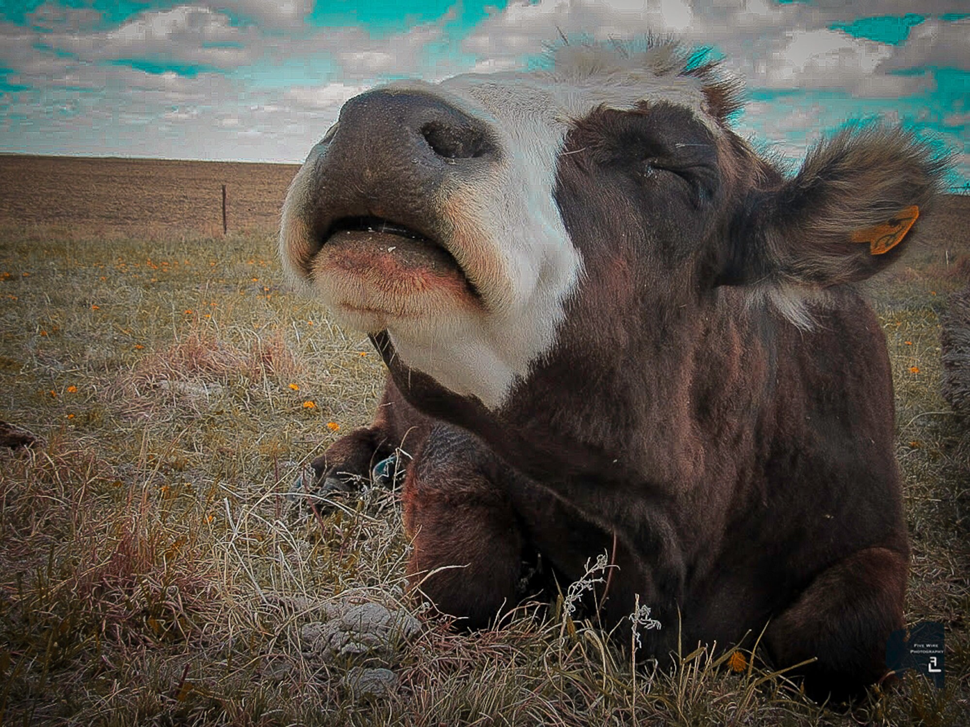Happy is the Cow That Smiles (color) - Etsy