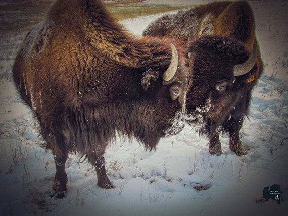 Buffalo Kisses Bison / Buffalo | Etsy