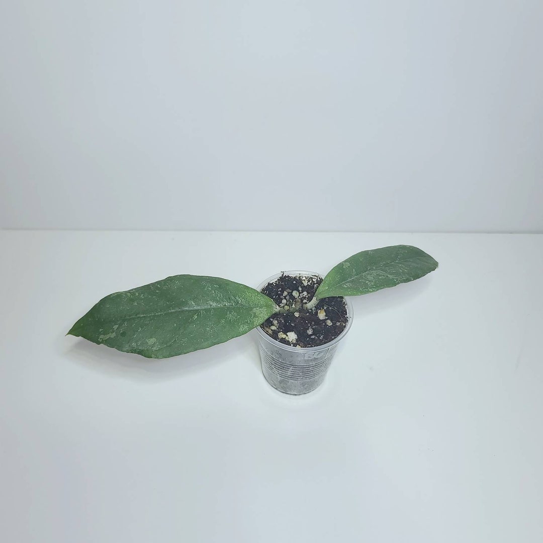 Hoya Chicken Farm - Etsy