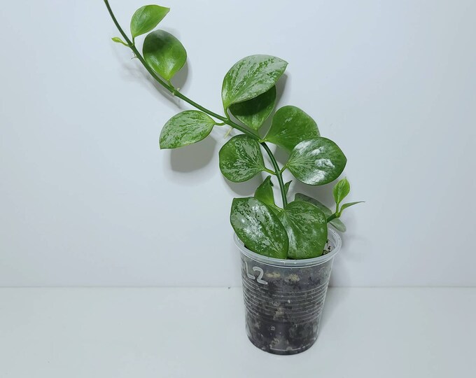 Hoya Biakensis Splash - Etsy