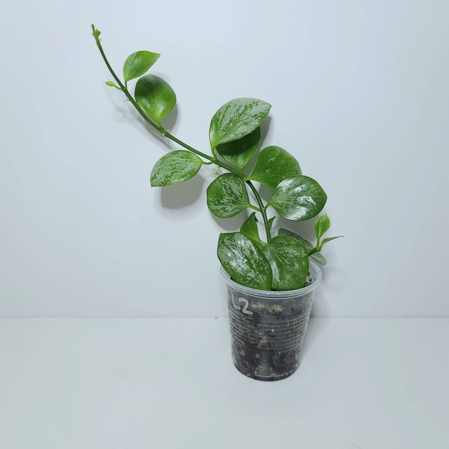 Hoya Biakensis Splash - Etsy