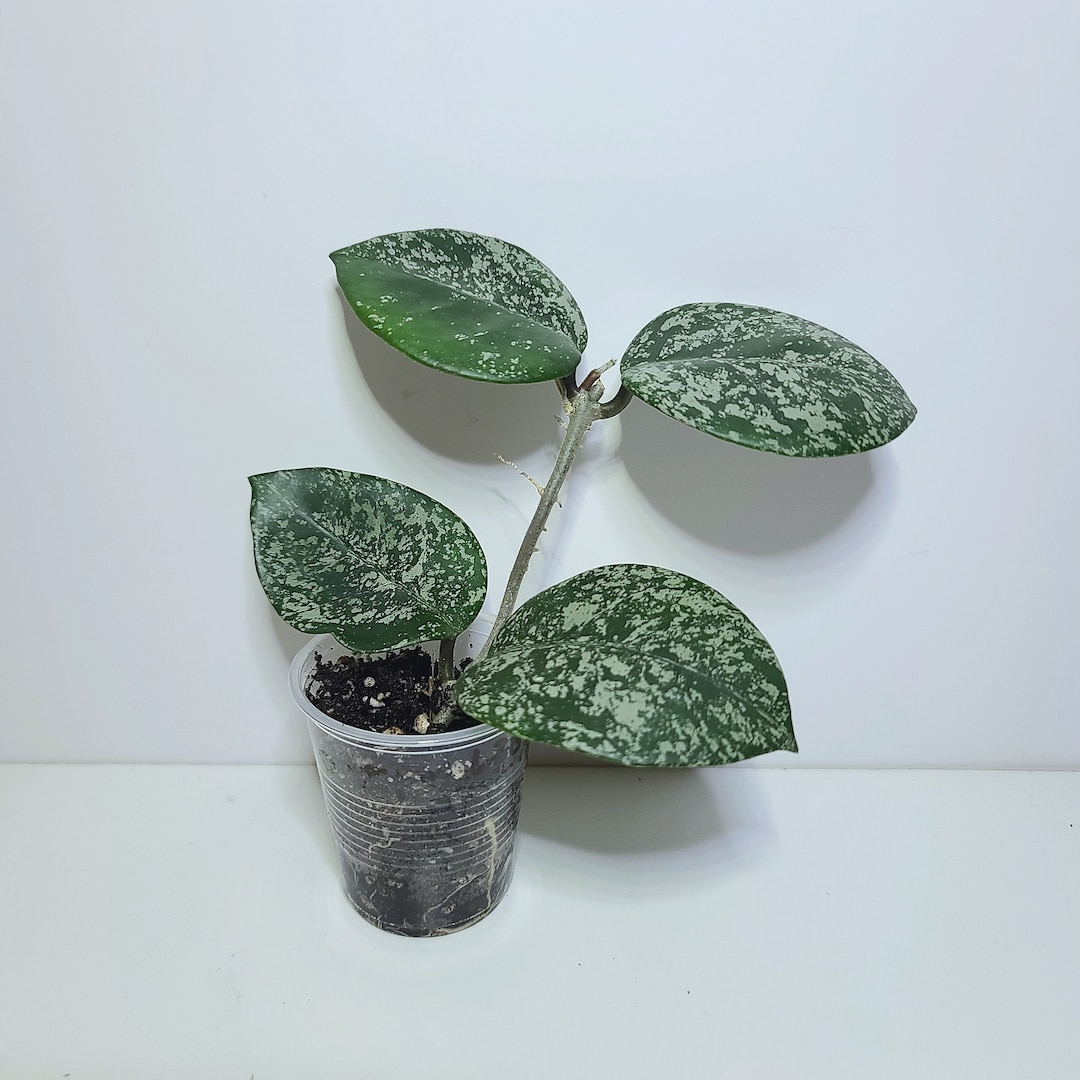 Hoya Carnosa Freckles Splash - Etsy