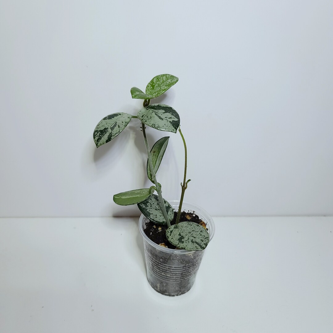 Hoya Mathilde Super Splash - Etsy