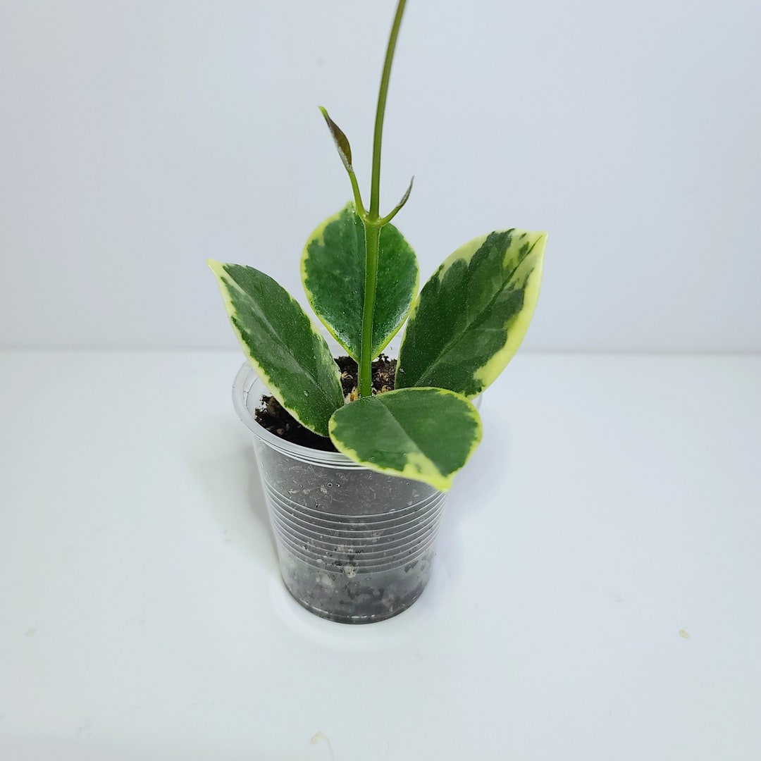 Hoya Australis Albomarginata fuzzy Leaves - Etsy