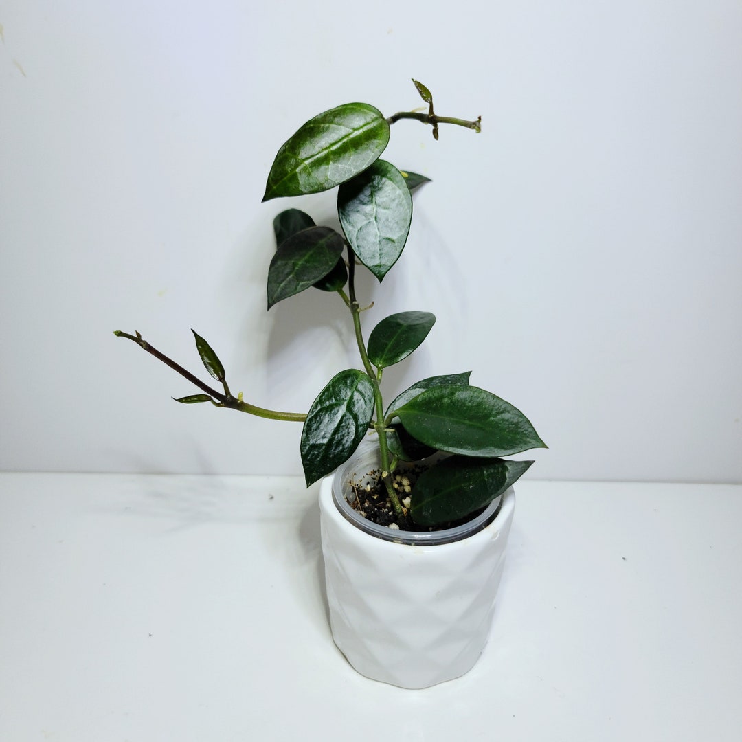 Hoya Lacunosa Big Leaves Ecp-103 - Etsy