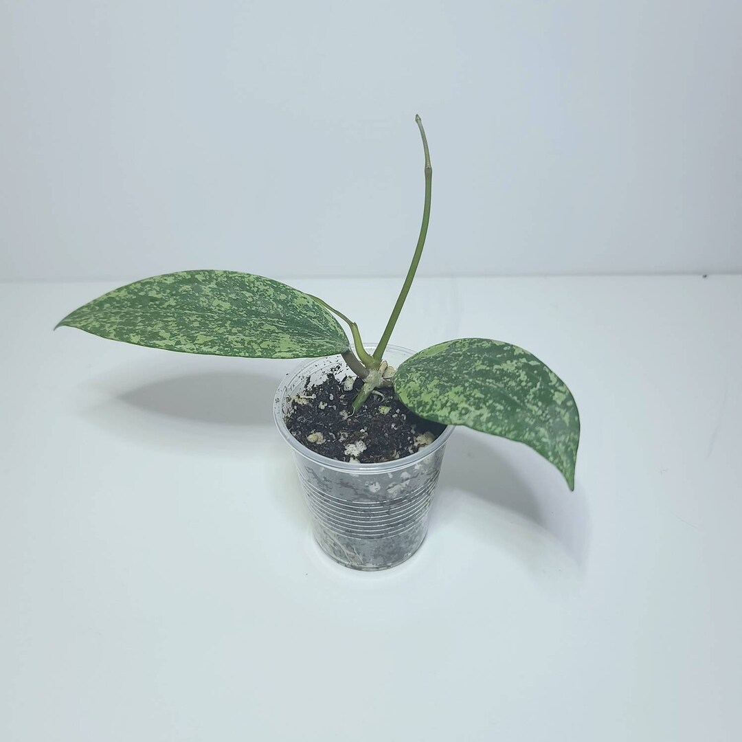 Hoya Rangsan Splash - Etsy