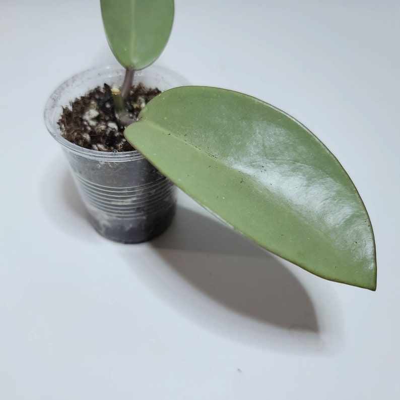 Hoya Silver Dollar MB 1405-AG - Etsy