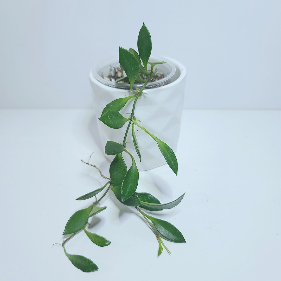 Hoya Picta - Etsy