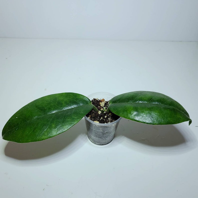 Hoya Magnifica fuzzy Leaves - Etsy