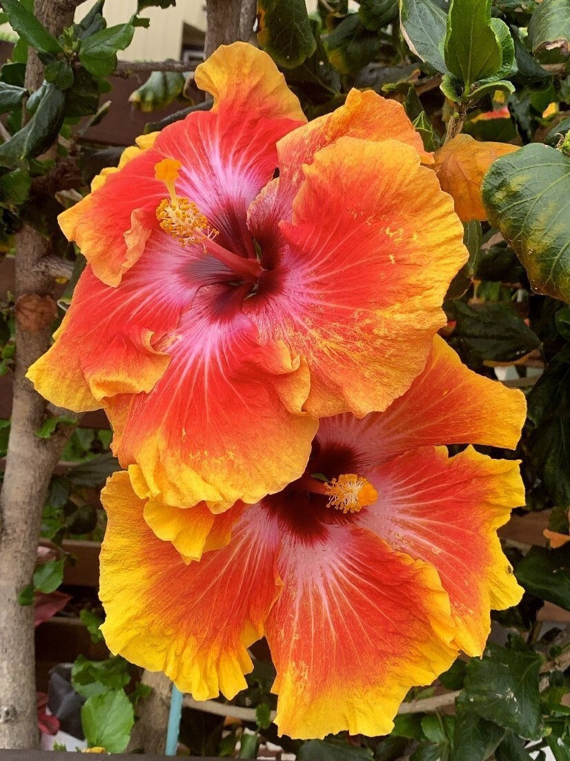 Wall Decor, Hibiscus Flowers, Digital Art, Digital Print, San Diego ...