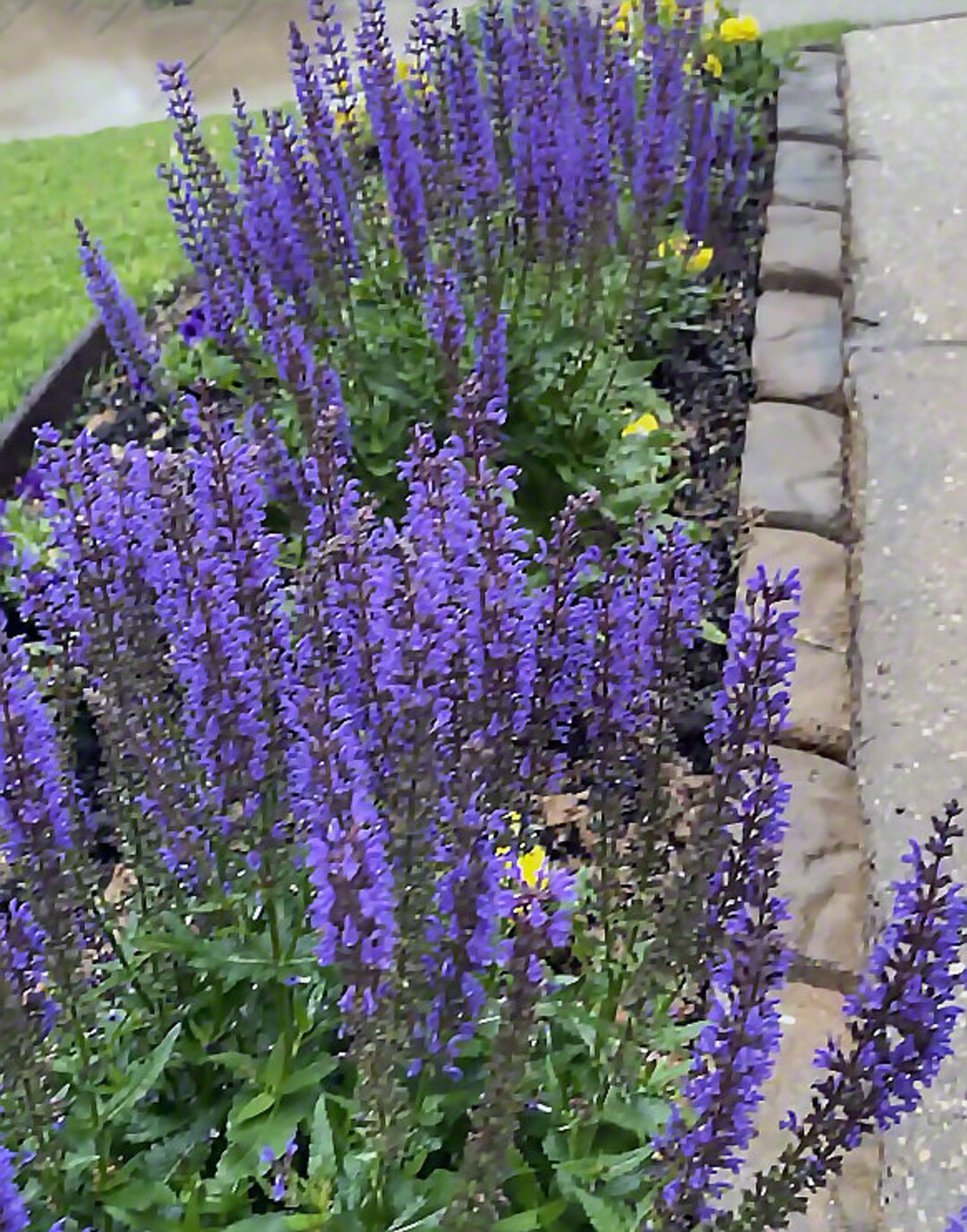 Blue Salvia Seeds - Perfect Pairing With Roses - Etsy
