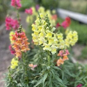 Colorful Snap Dragon Flower Seeds - Etsy