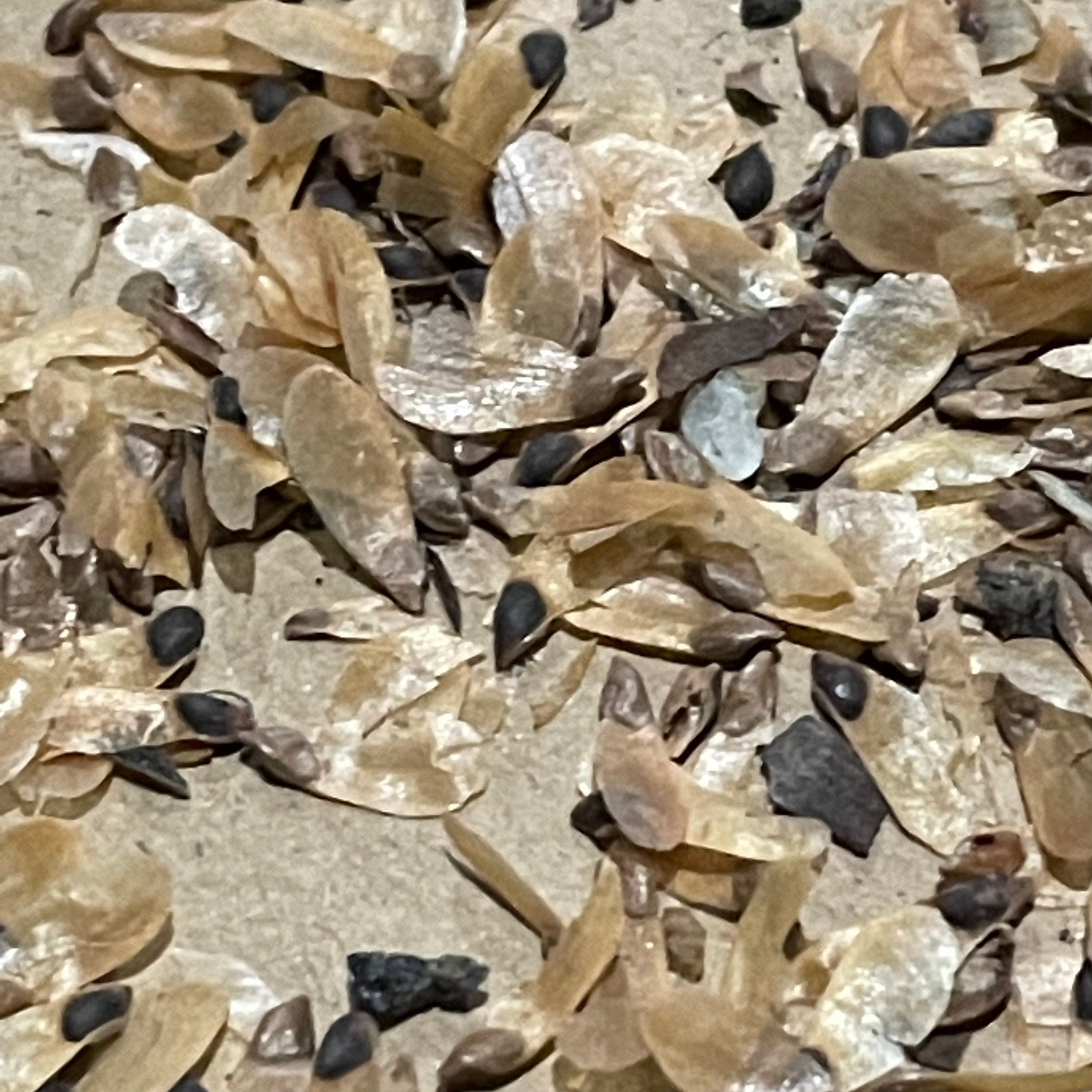 White Spruce Seeds picea Glauca Zone 2 100 Seeds - Etsy