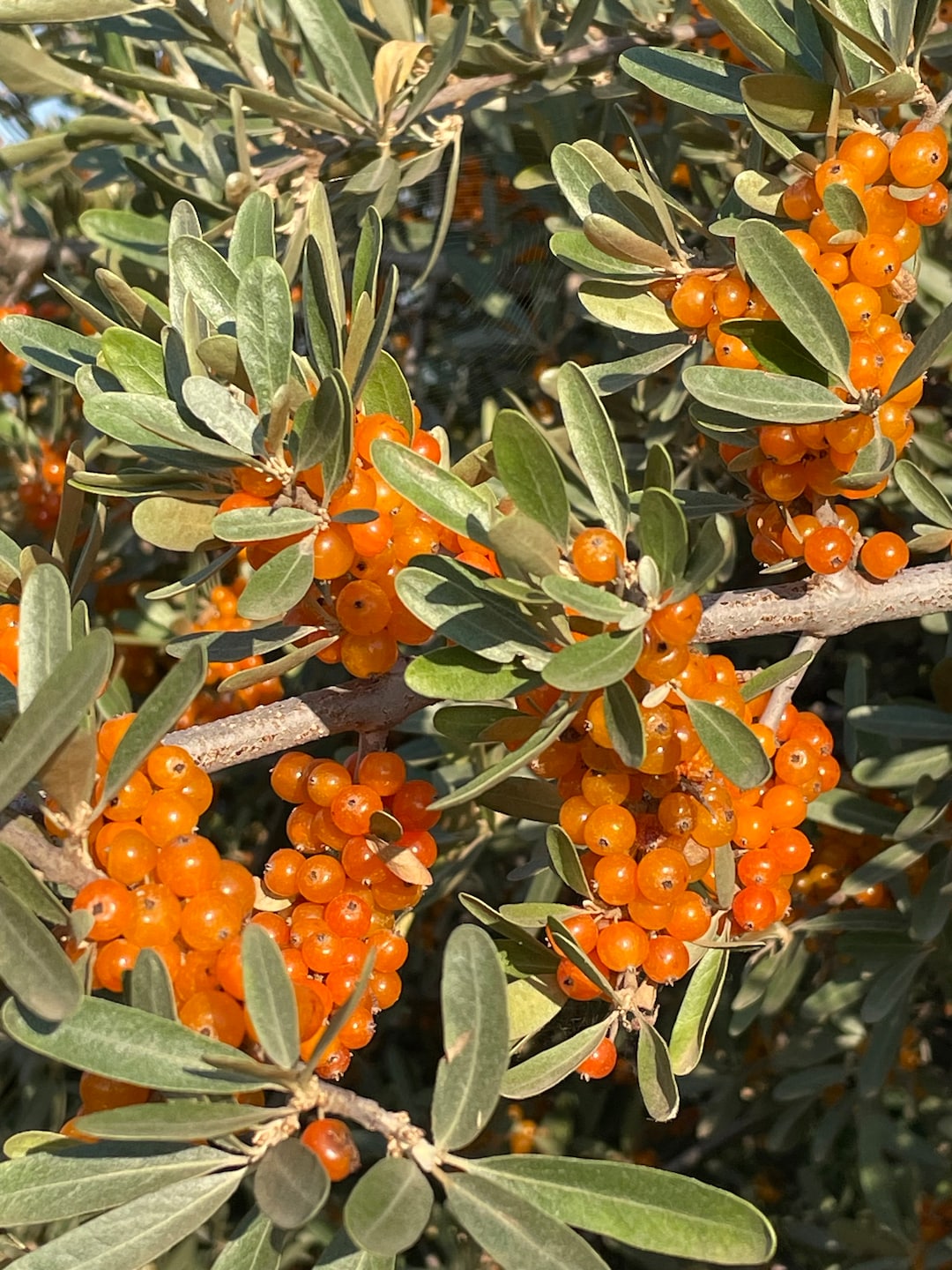 Silver Buffaloberry shepherdia Argentea Rare Yellow Fruit Variety ...