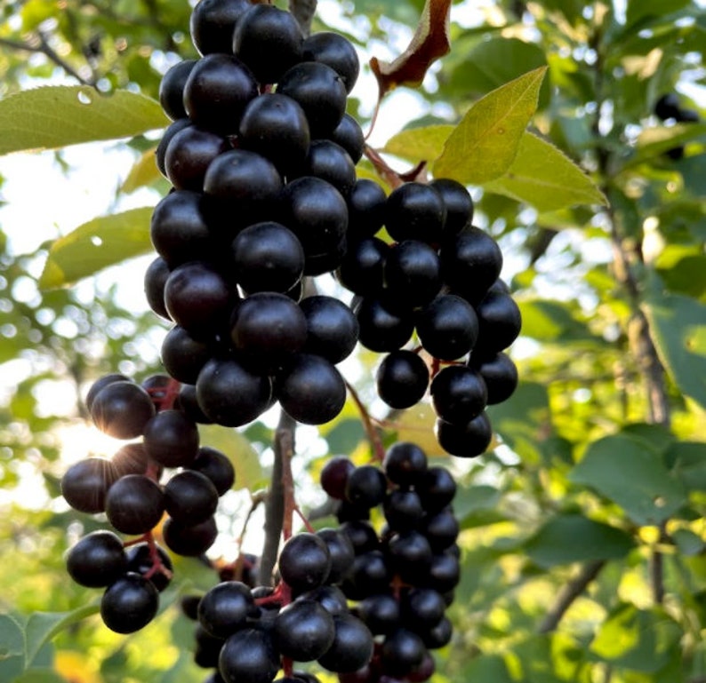 Chokecherry Seeds Wild Edible Zone 3 prunus Virginiana - Etsy