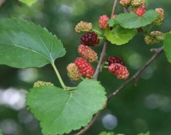 Mulberry Tree for Zone 4 - Etsy