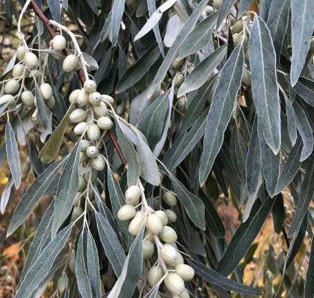 Russian Olive Seeds elaeagnus Angustifolia Tree Seeds - Etsy