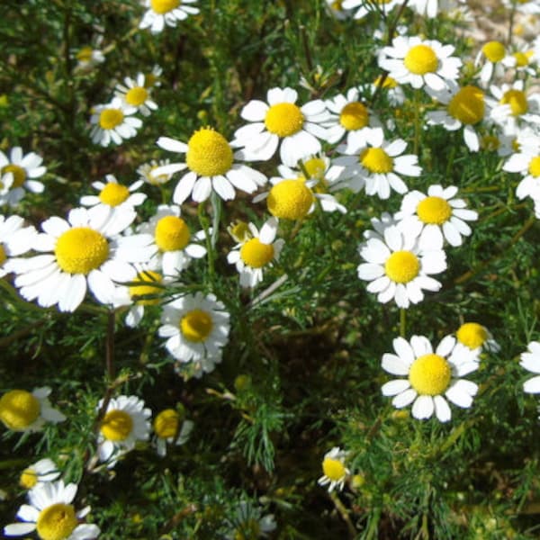 German Chamomile - Etsy