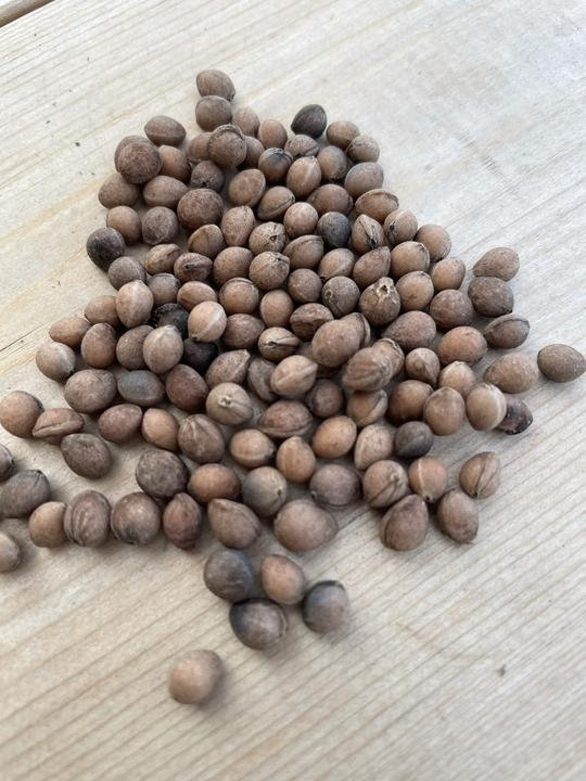 Chokecherry Seeds Wild Edible Zone 3 prunus Virginiana - Etsy