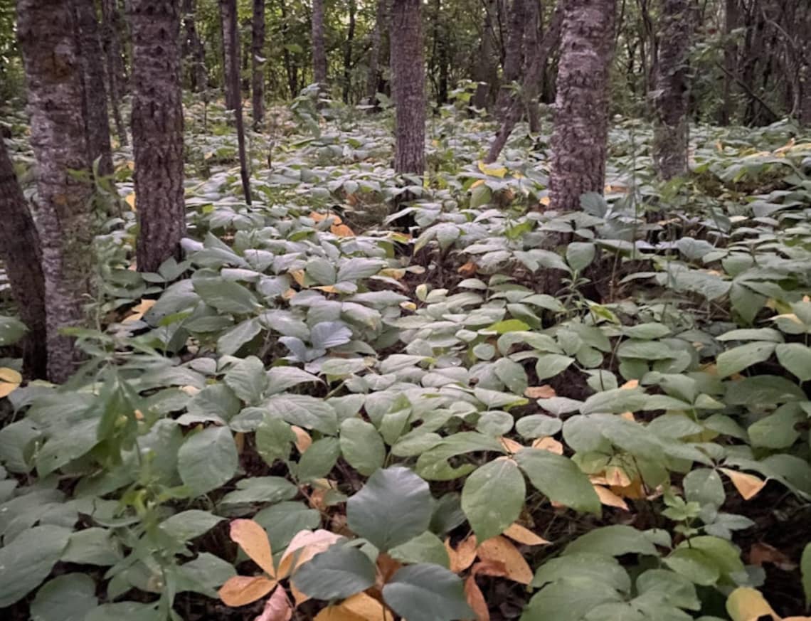 Wild Sarsaparilla Seeds aralia Nudicaulis Wild Native - Etsy
