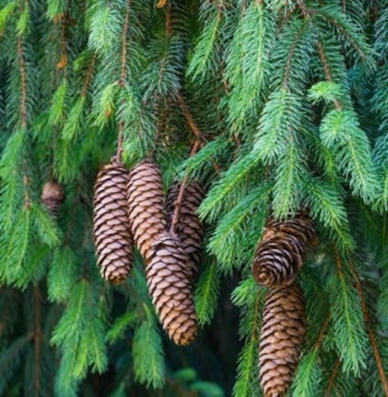 Norway Spruce Seeds picea Abies Zone 3 40 Seeds - Etsy