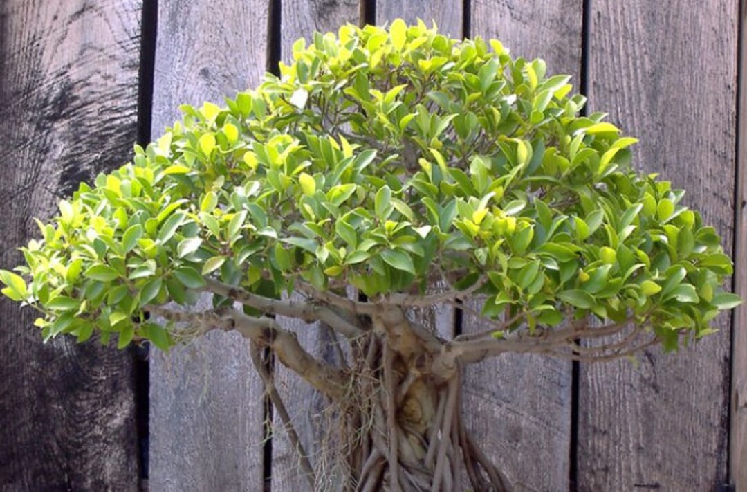 Banyan Tree Seeds for Bonsai (ficus Benghalensis) - Zone 10 - 100 ...