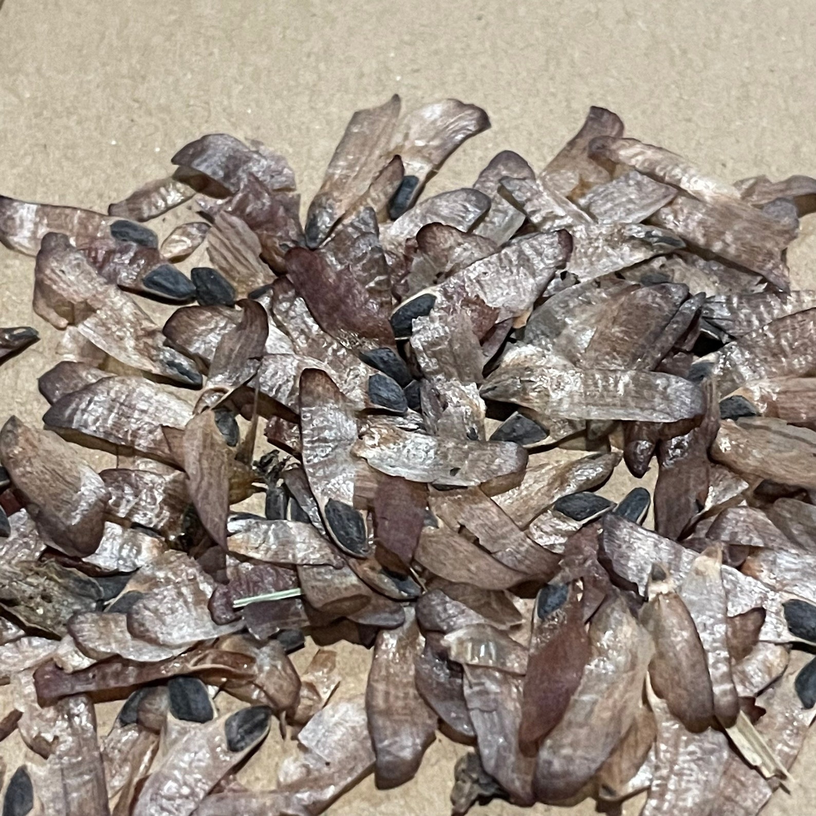 Jack Pine Seeds pinus Banksiana Zone 2 Free Shipping - Etsy Canada