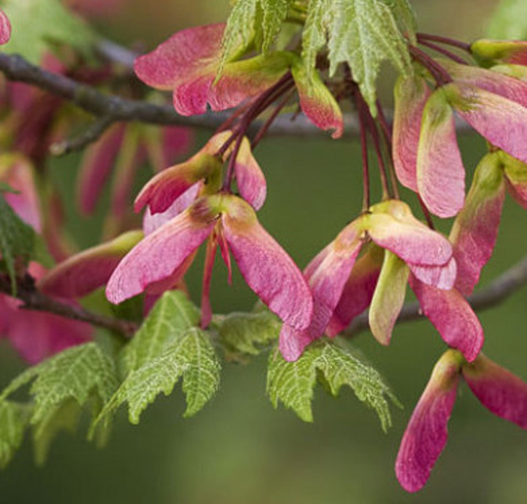 Amur Maple Seeds acer Ginnala Tree Seeds Hardiness Zone - Etsy