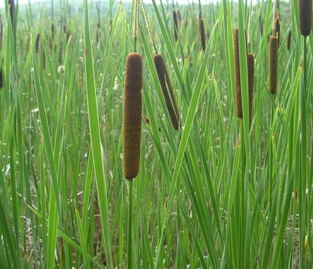 Graines de quenouille (Typha angustifolia, quenouille à feuilles ...