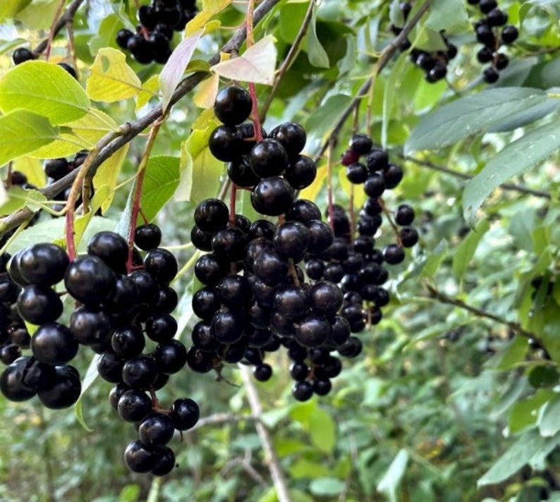 Chokecherry Seeds Wild Edible Zone 3 prunus Virginiana - Etsy