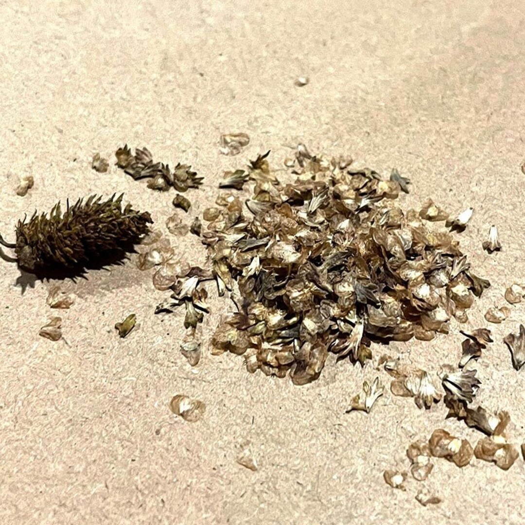 Red Birch Seeds betula Occidentalis Cold Hardiness Zone 3 - Etsy