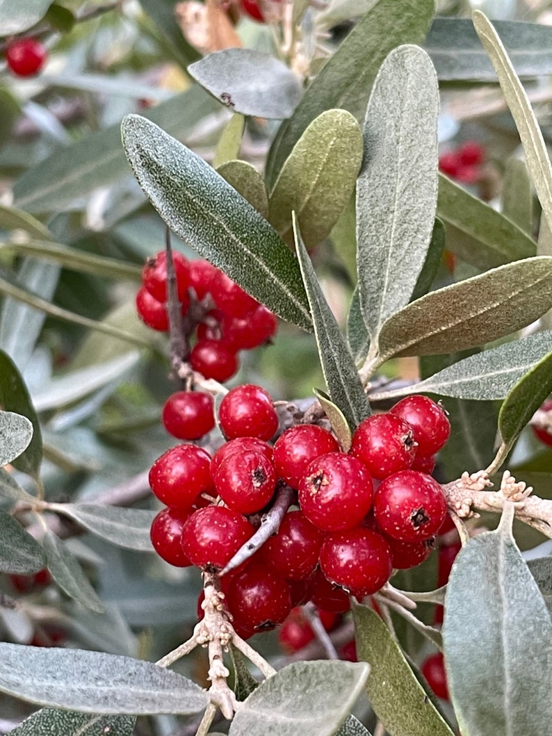 Silver Buffaloberry shepherdia Argentea Red Fruit Variety Hardiness ...