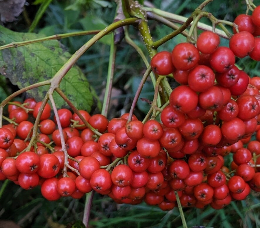 American Mountain Ash Seeds sorbus Americana Zone 3 50 - Etsy