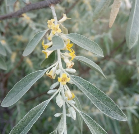 Russian Olive Seeds elaeagnus Angustifolia Tree Seeds - Etsy