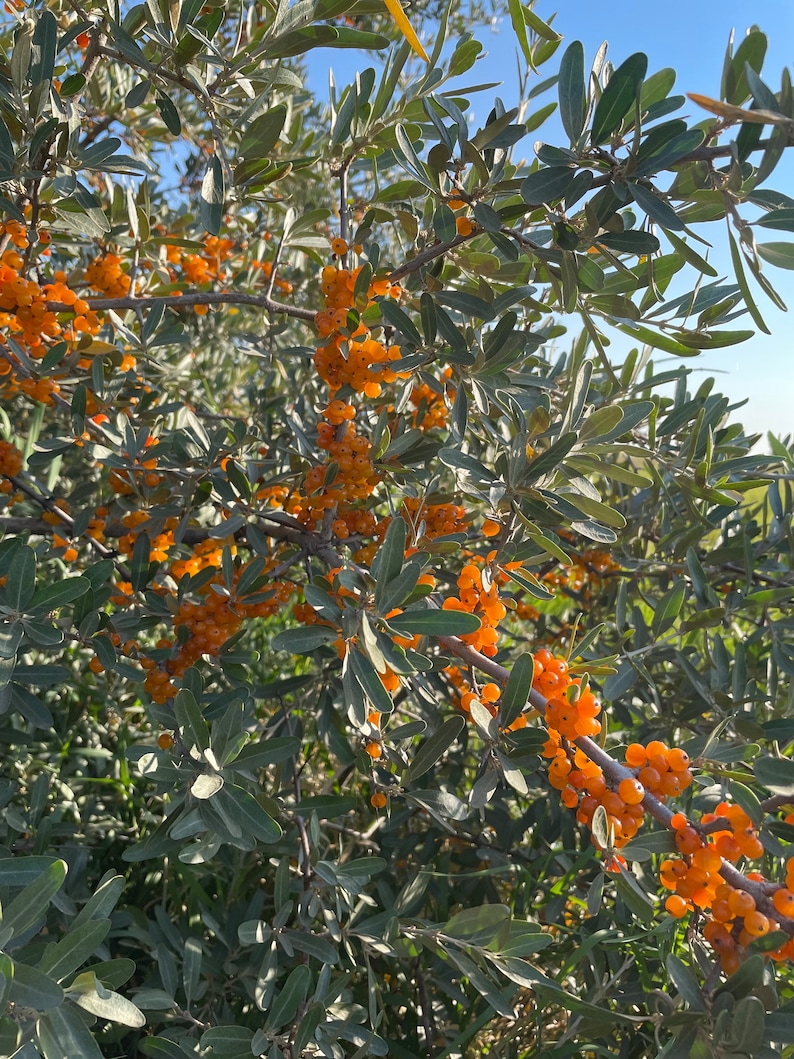 Silver Buffaloberry shepherdia Argentea Rare Yellow Fruit Variety ...