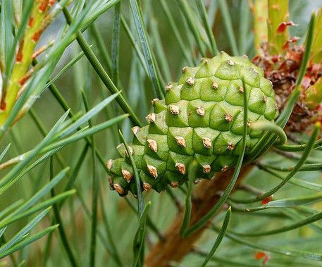 Scots Pine Seeds scotch Pine pinus Sylvestris Zone 3 Cold Hardy 100 Seeds Free Shipping - Etsy
