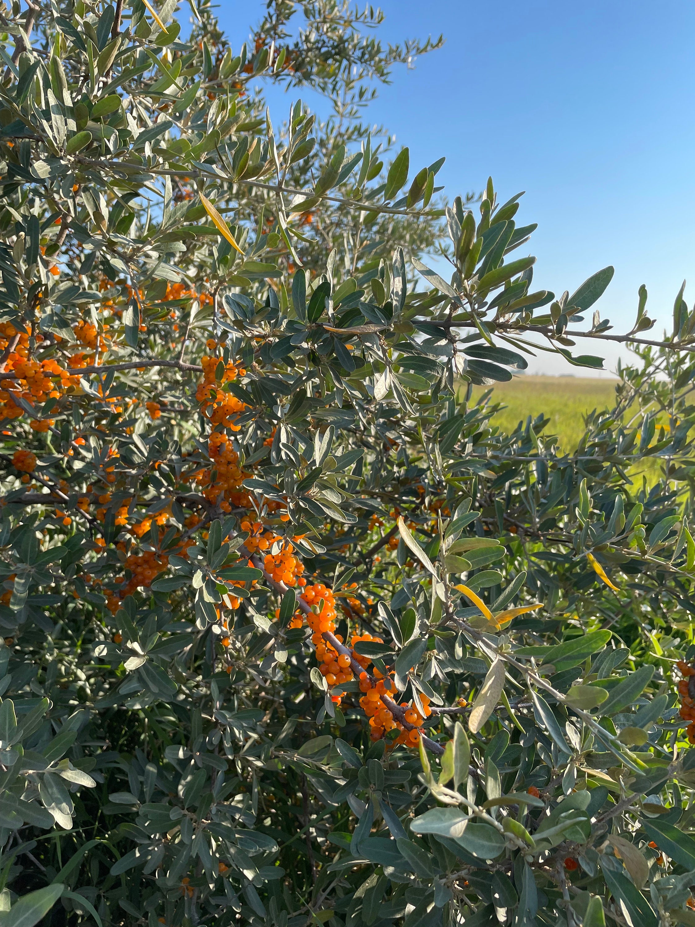 Silver Buffaloberry shepherdia Argentea Rare Yellow Fruit Variety ...
