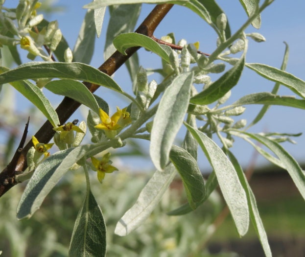 Russian Olive Seeds elaeagnus Angustifolia Tree Seeds - Etsy