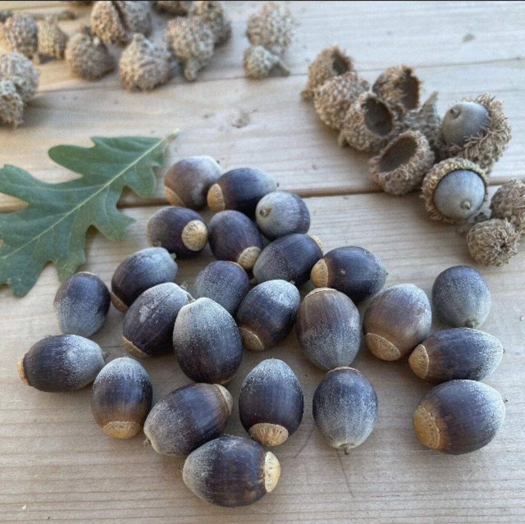 Quercus Macrocarpa Acorn