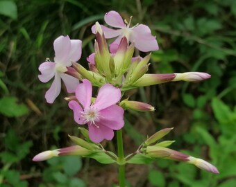 40 Saponaria White Beauty Seeds - Etsy
