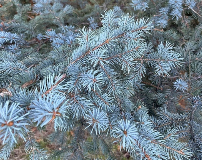 WHITE SPRUCE Tree Seeds - Hardy Canadian Tree - Zones 2-6 - Etsy Canada