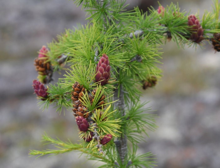 Dahurian Larch larix Gmelinii Olga Bay Larch Most Cold - Etsy